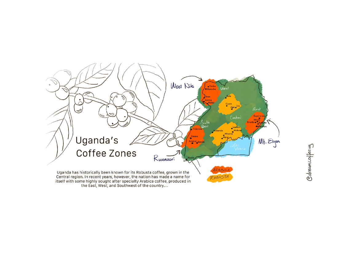 Dream Coffee Uganda